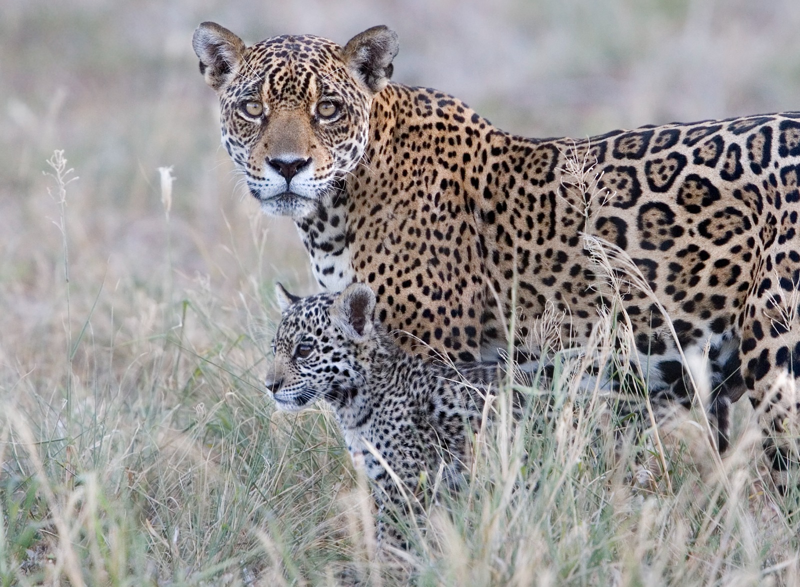 El Futuro del Jaguar en Peligro: Gobierno busca revertir protección clave – Periodista Virtual